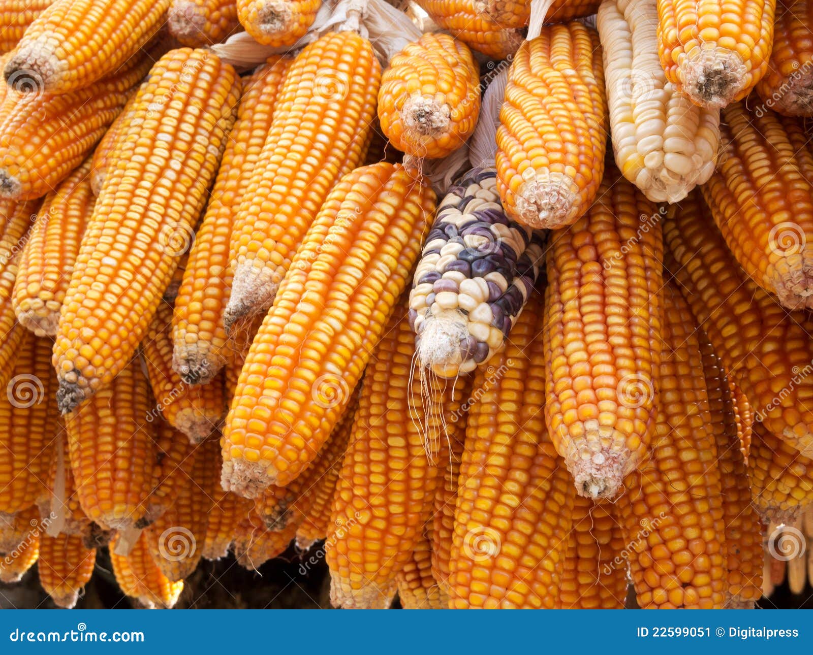 Dried corn stock image. Image of farm, food, vegetable - 22599051