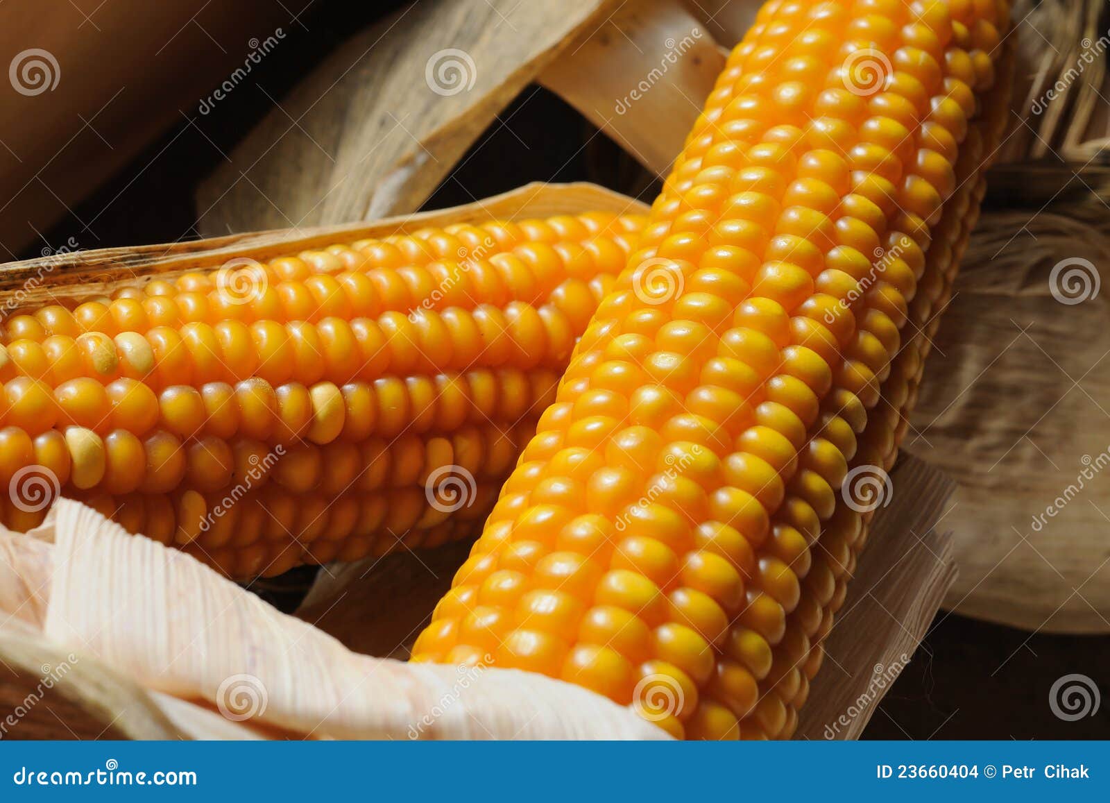 Dried corn stock photo. Image of cereals, leaf, corn - 23660404