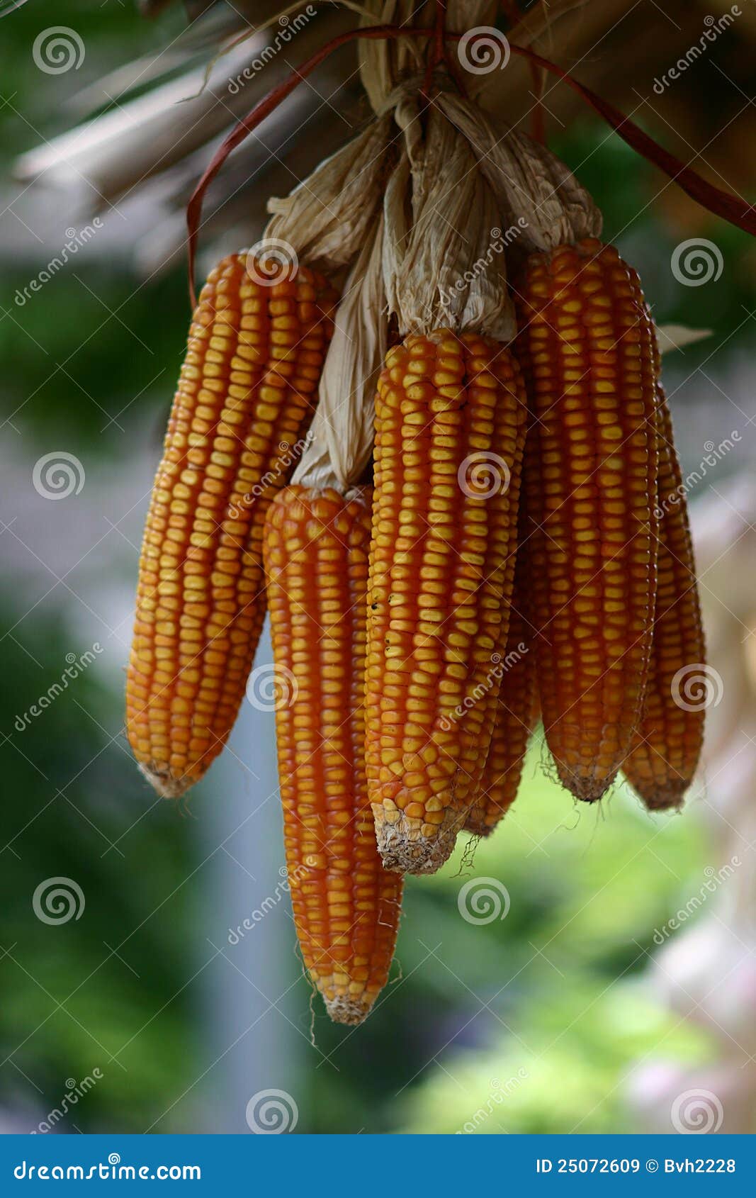Dried corn stock image. Image of healthy, food, abundance - 25072609