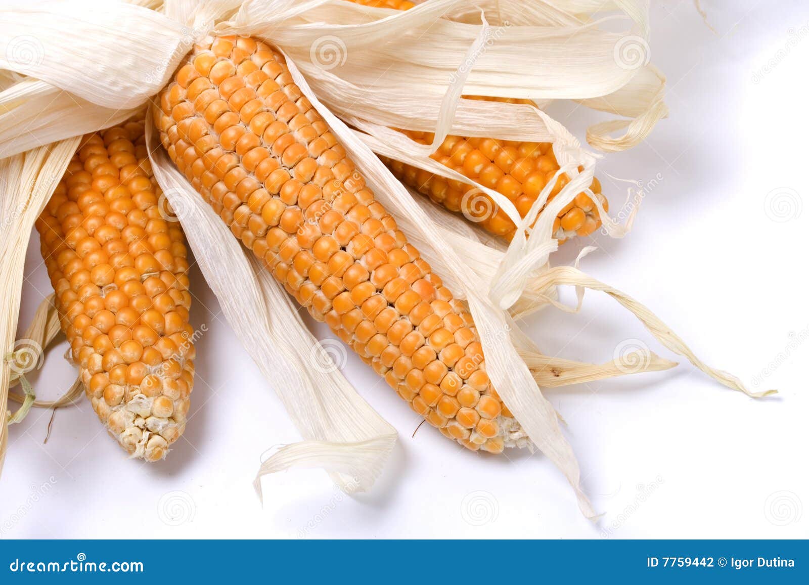 Corn Knobs Stock Photos - Free & Royalty-Free Stock Photos from Dreamstime