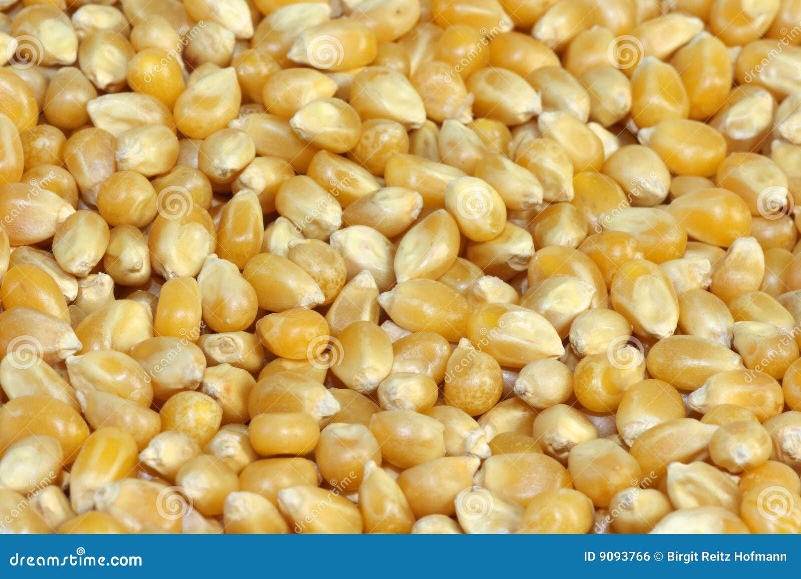 Dried corn stock photo. Image of diet, grain, food, mill - 9093766
