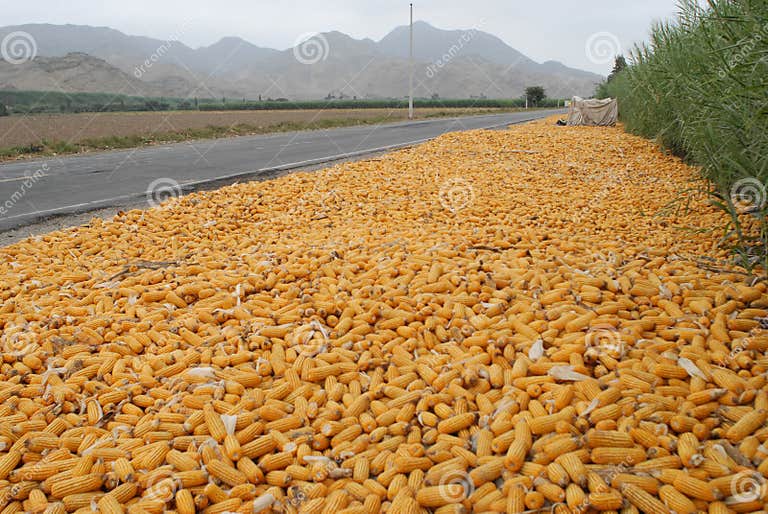 Dried corn background peru stock image. Image of trujillo - 259940955