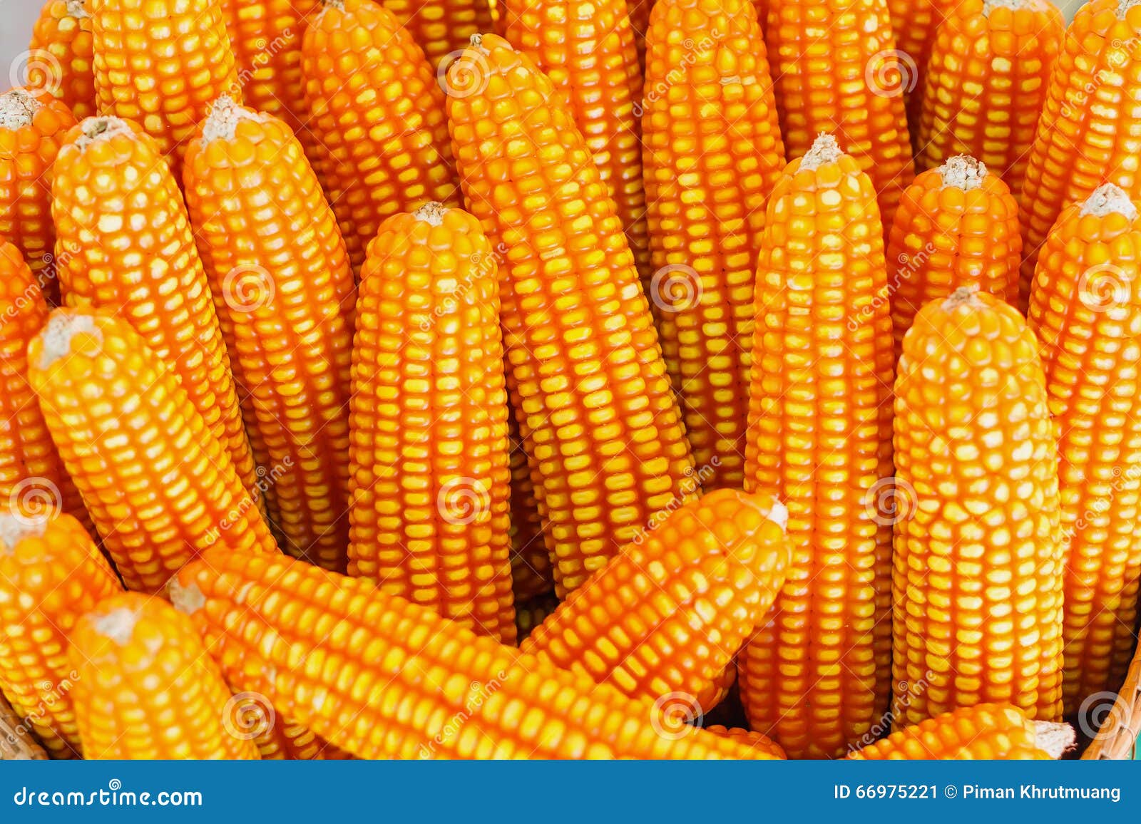 Dried corn stock image. Image of grain, corn, agricultural - 66975221