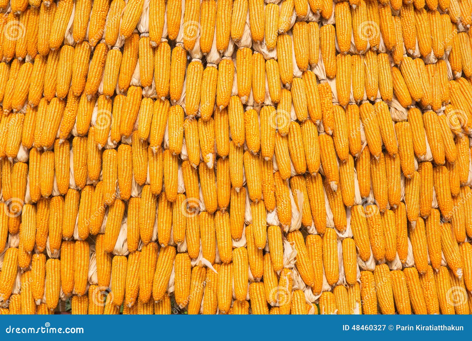 Dried corn stock image. Image of healthy, animal, agriculture - 48460327