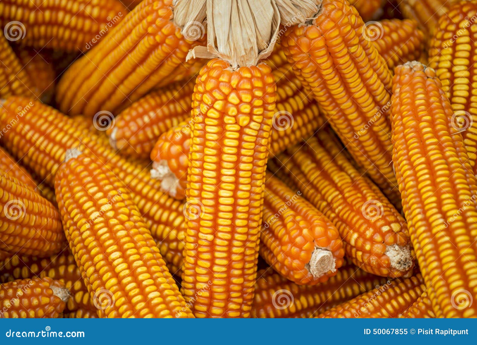 Dried Corn Background and Texture Stock Image - Image of yellow, farm ...