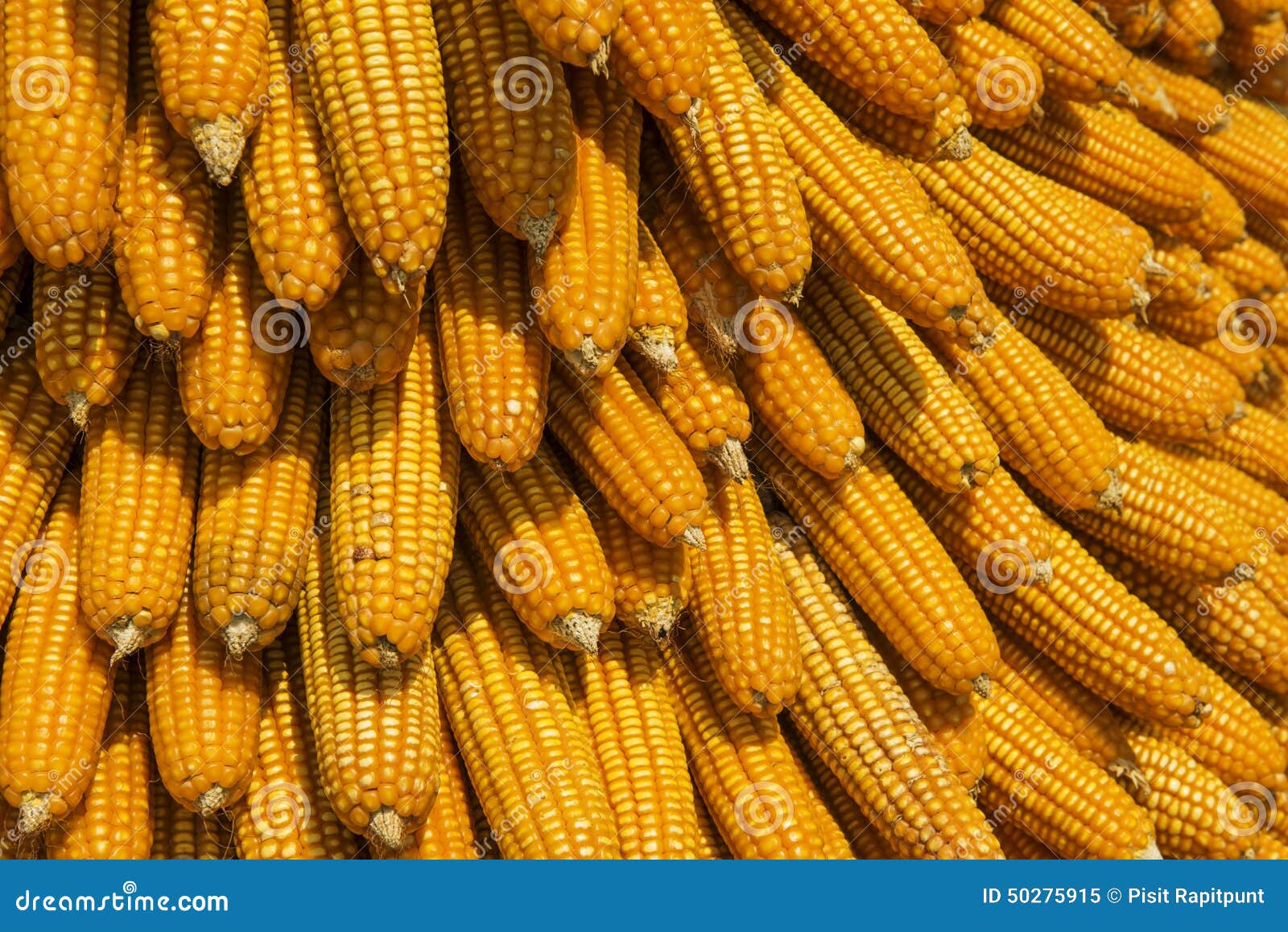 Dried Corn Background and Texture Stock Image - Image of natural ...