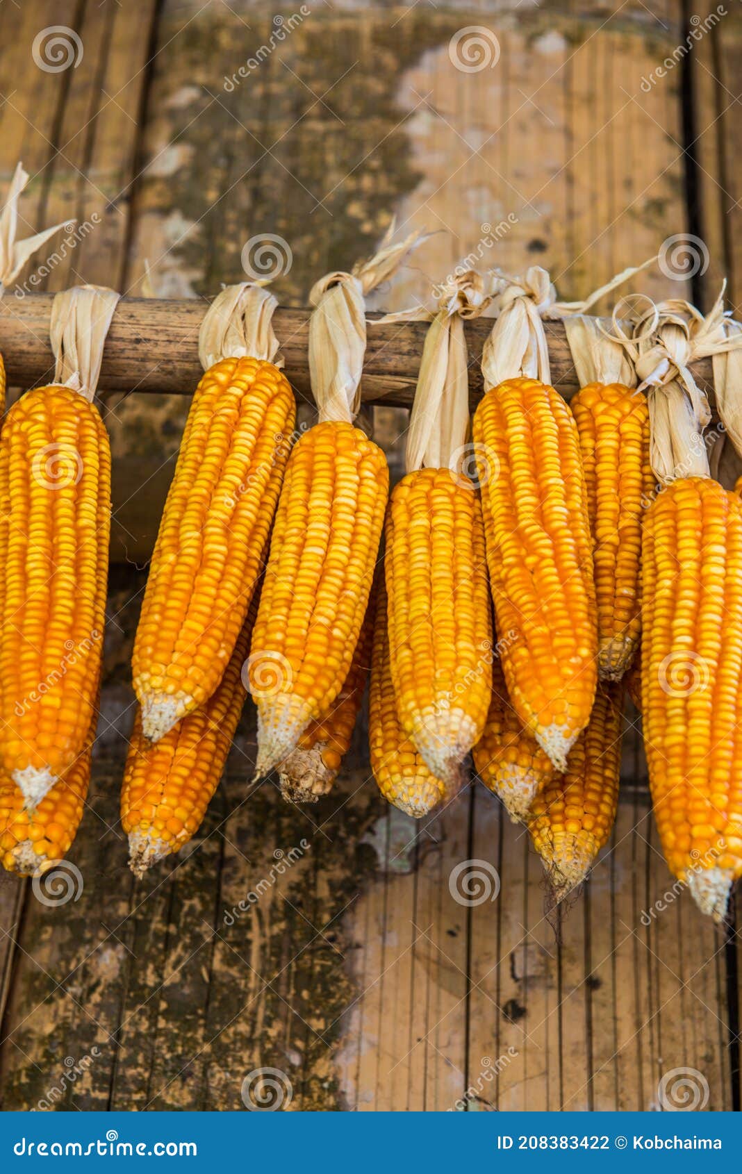Dried corn on bamboo wall stock photo. Image of hanging - 208383422