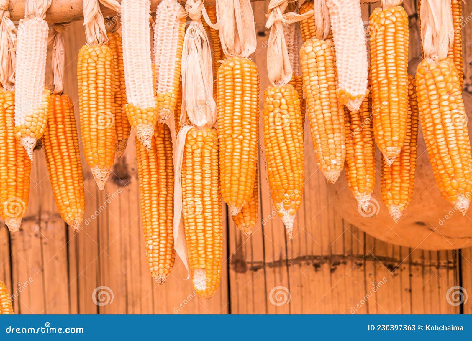 Dried corn on bamboo wall stock image. Image of organic - 230397363