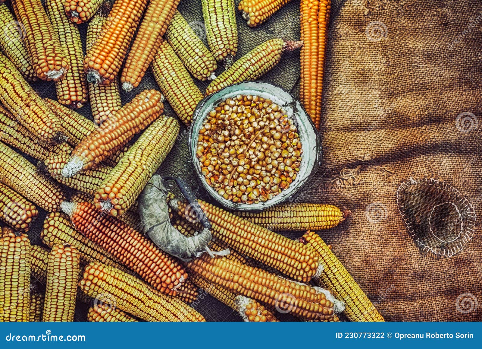 Dried Corn with Bowl of Corn Kernels and Manual Hand Tool To Clean ...