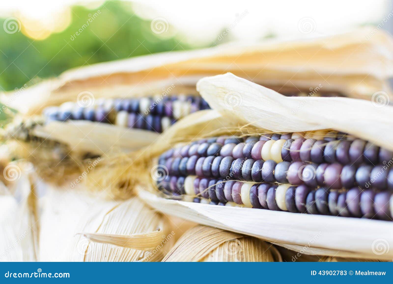 Dried Corn for Breeding, Thai Corn Stock Image - Image of agricultural ...