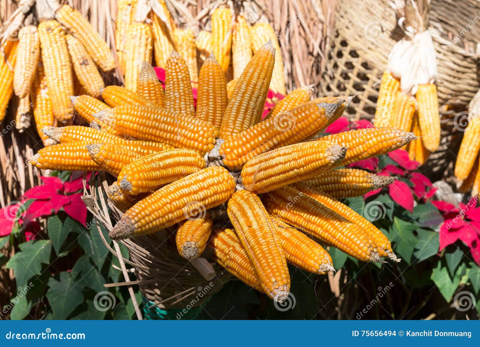 Dried Corn Bundle Included Stock Photos - Free & Royalty-Free Stock ...