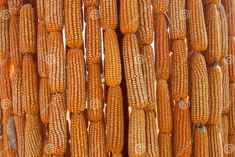 Dried corn bundle together stock image. Image of diet - 66998759