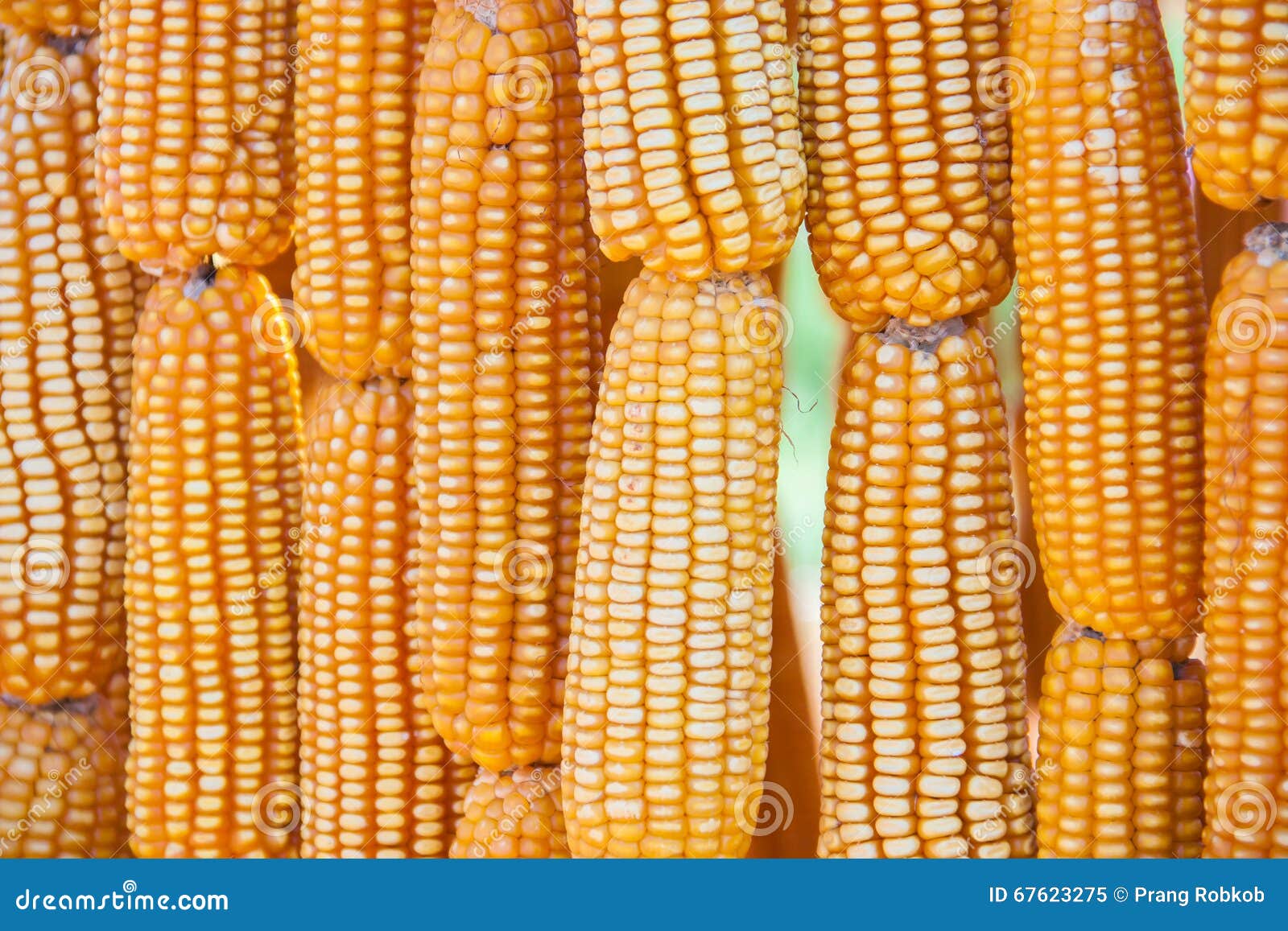 Dried corn bundle together stock image. Image of detail - 67623275