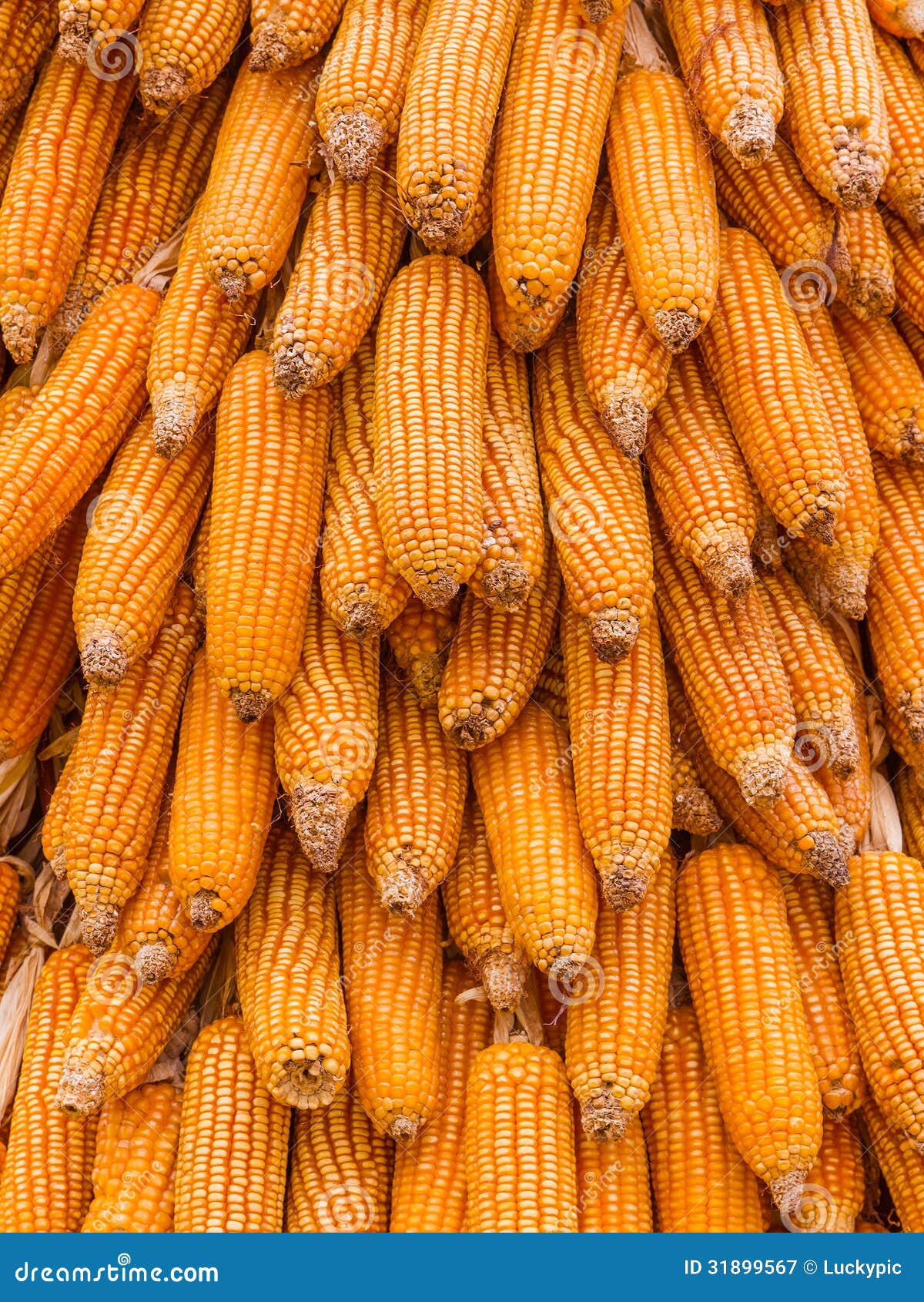 Dried corn stock image. Image of fuel, fodder, business - 31899567