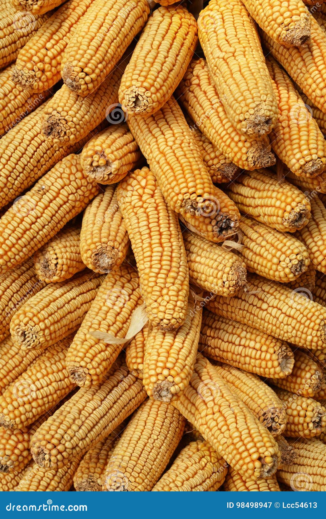 Dried corn stock image. Image of sweet, golden, product - 98498947