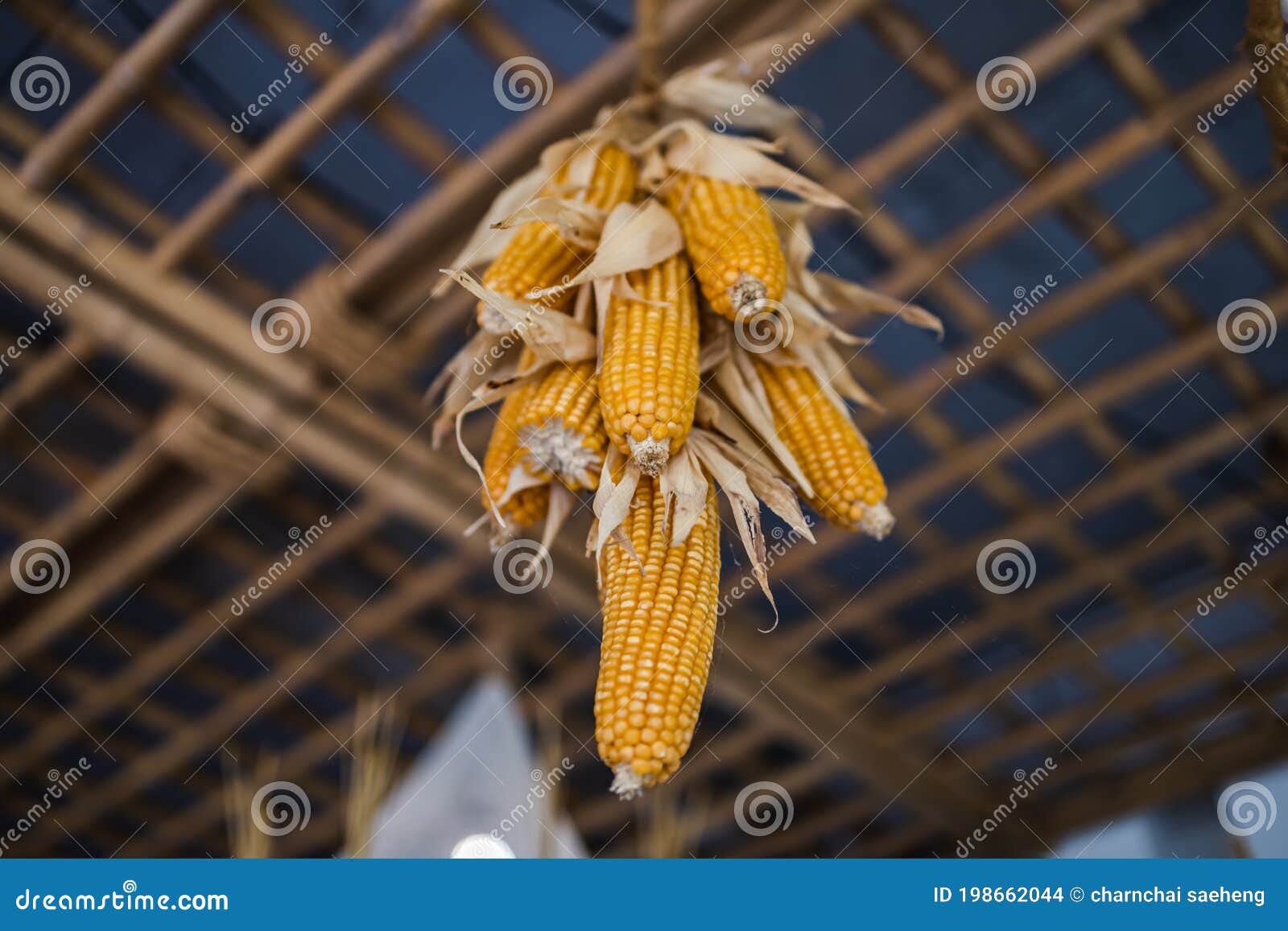 Dried Corn Cob Hanging at Farm. Harvesting Corn Concept Stock Photo ...