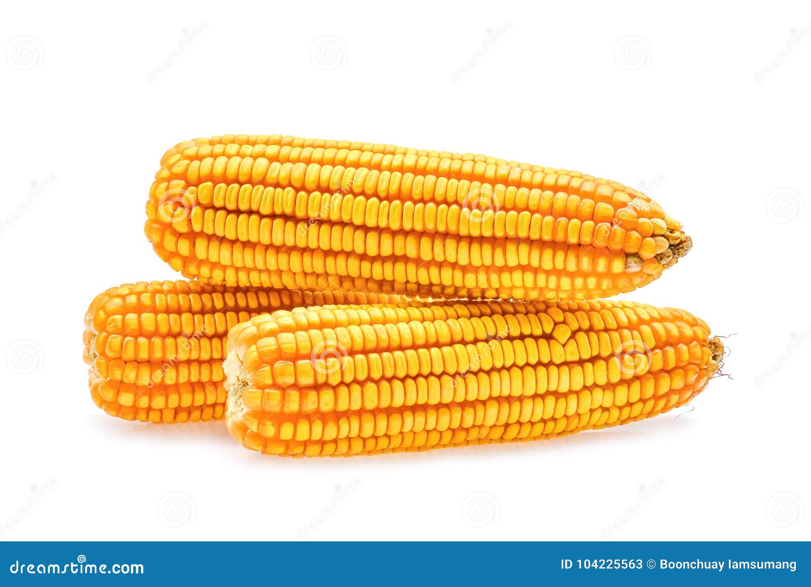 Dried Corn on the Cob Isolated on White Stock Image - Image of ...