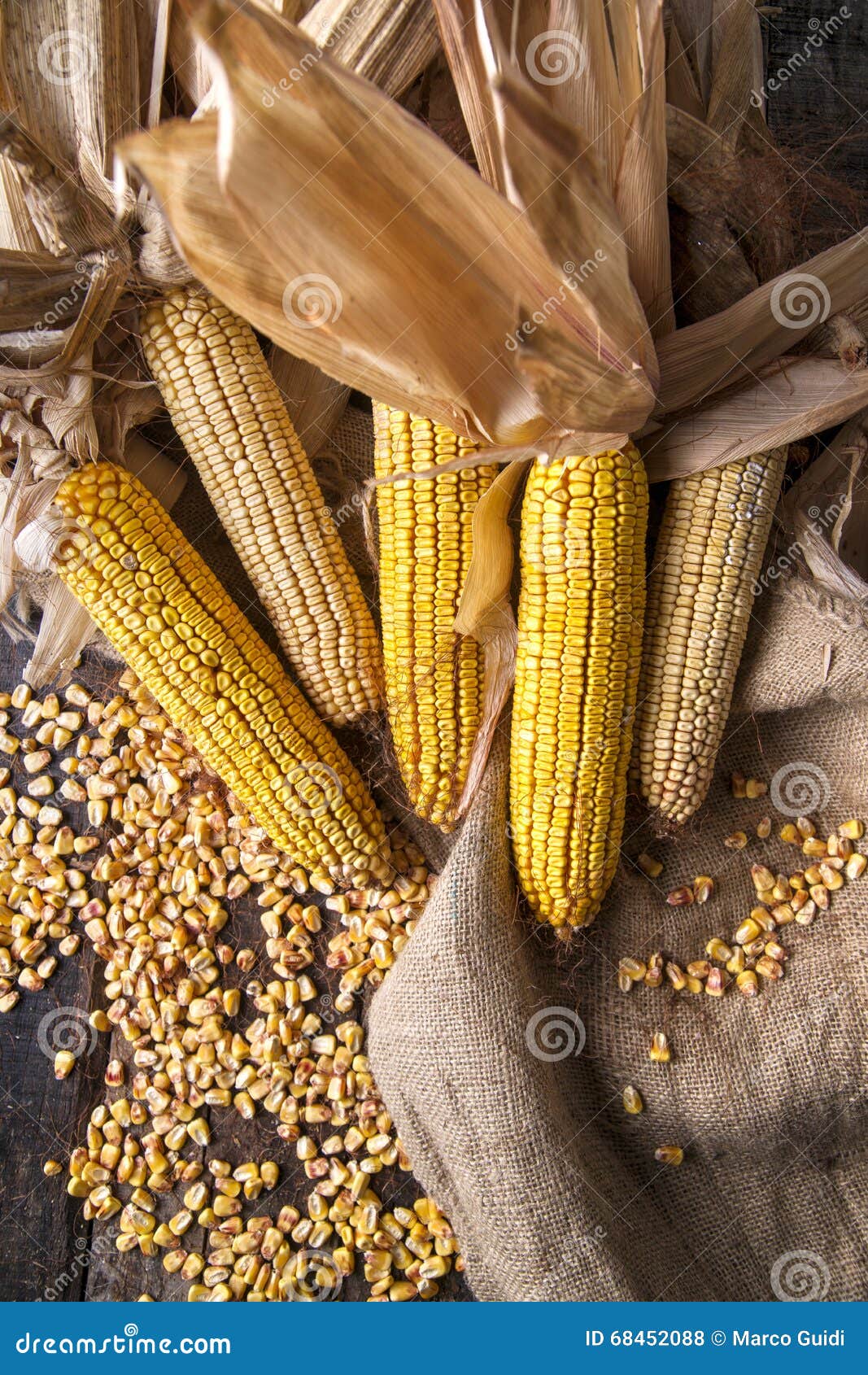 Dried corn cob stock photo. Image of farm, ripe, peel - 68452088