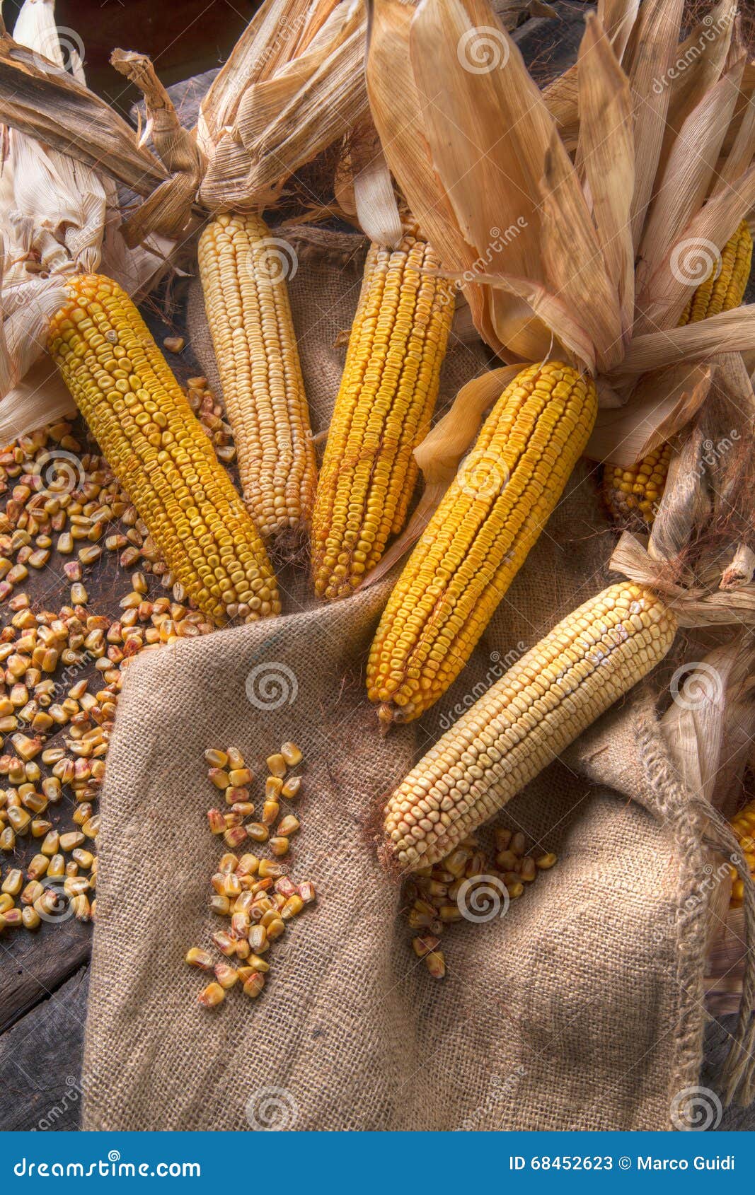 Dried corn cob stock image. Image of flour, plant, natural - 68452623
