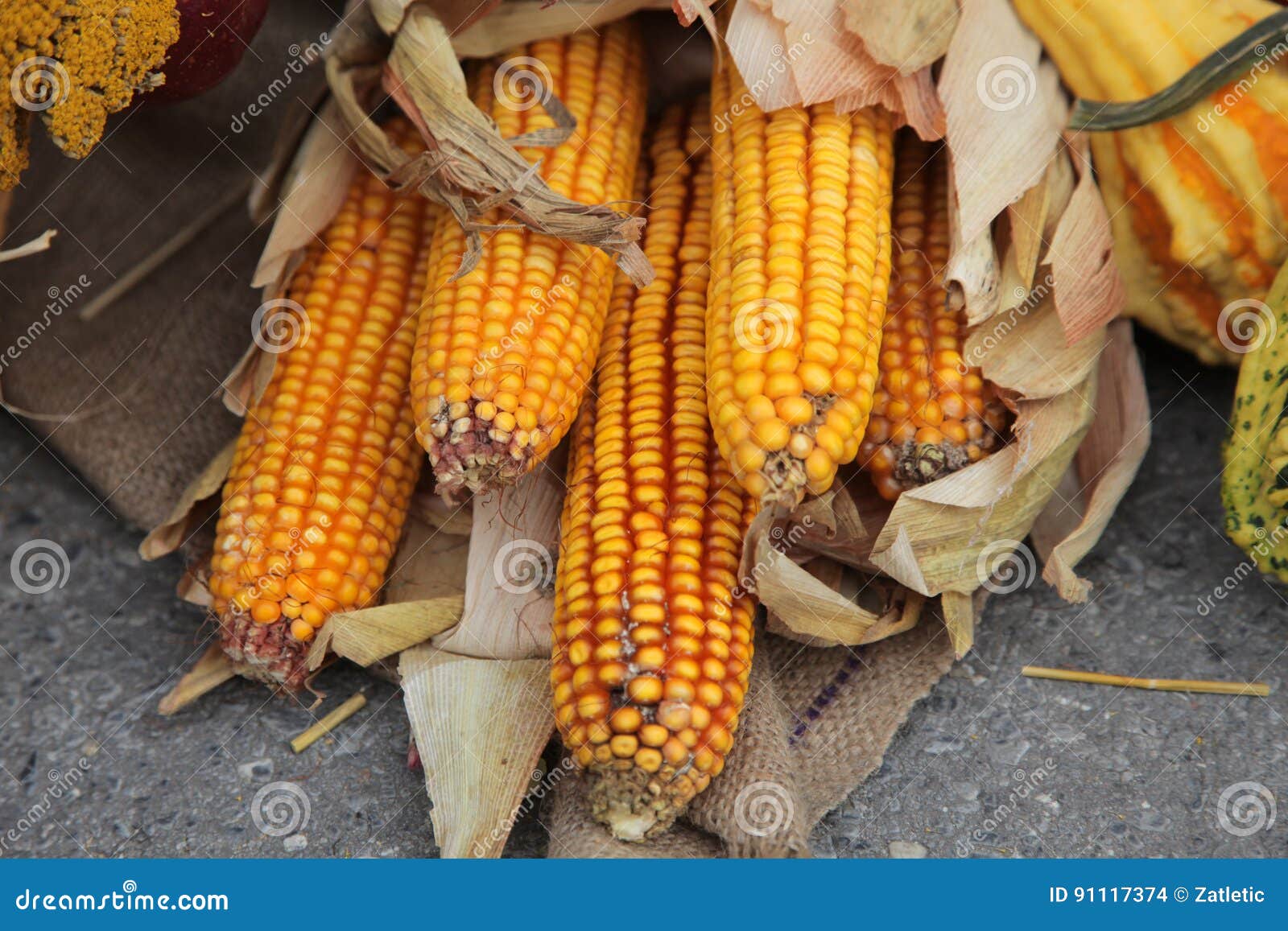 Dried corn cob stock photo. Image of spoon, cobs, autumn - 91117374