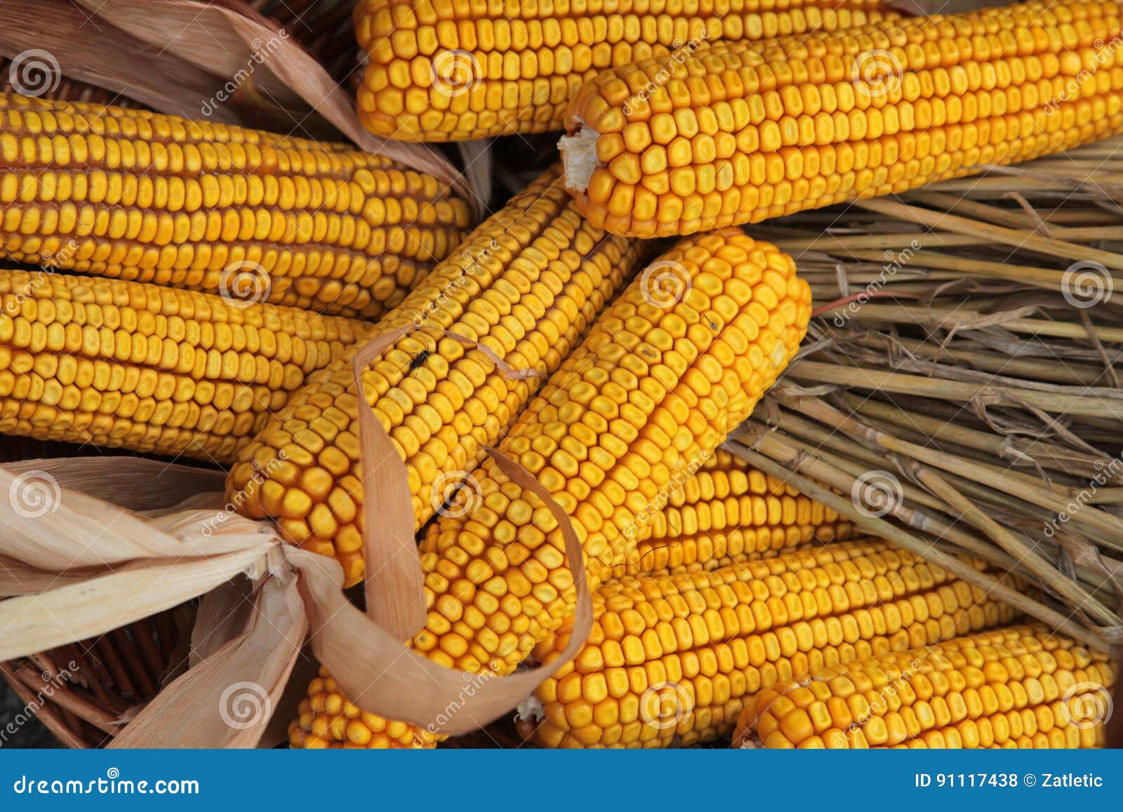 Dried corn cob stock photo. Image of grinding, corn, planting - 91117438