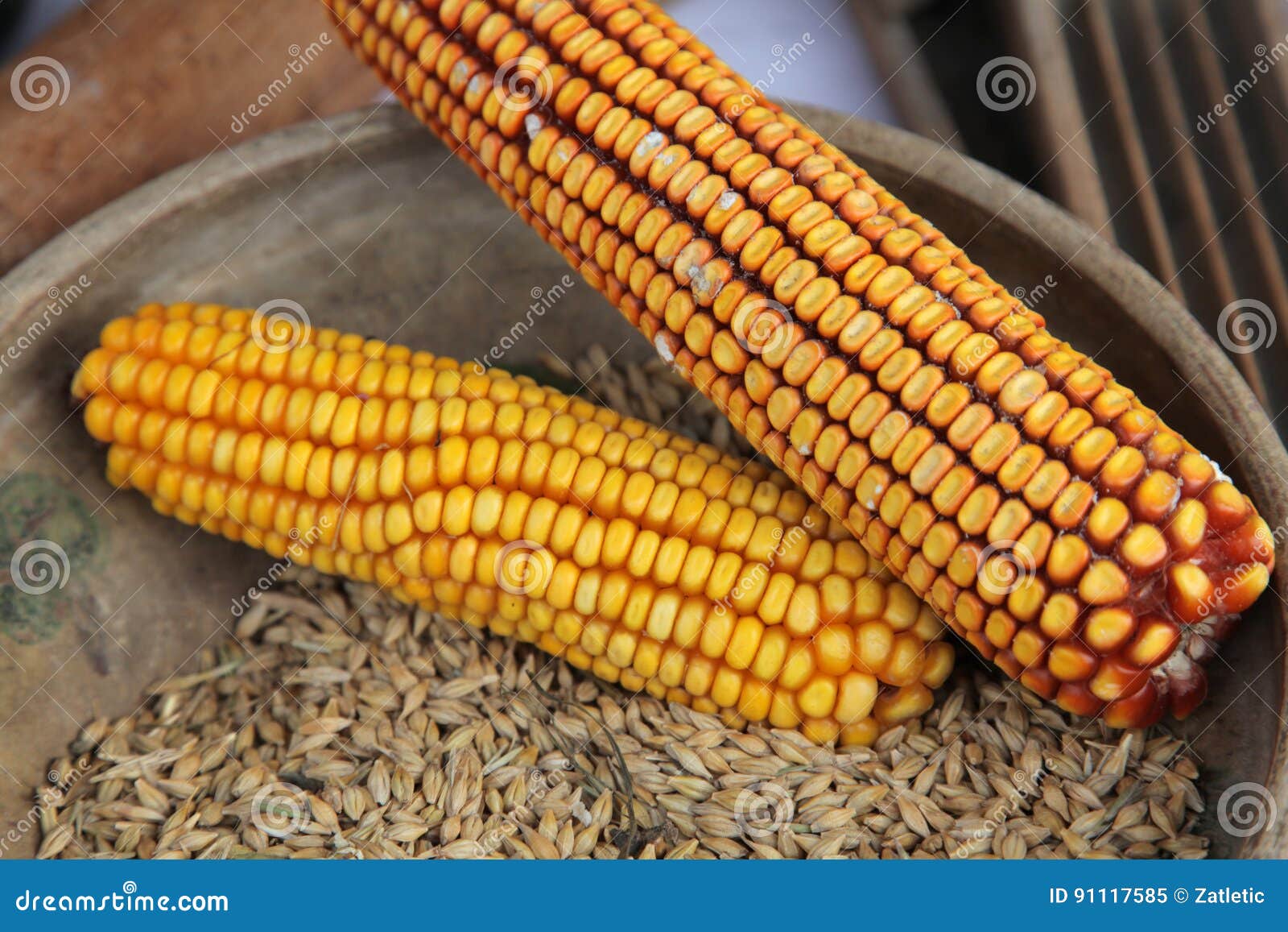 Dried corn cob stock image. Image of corn, orange, ingredient - 91117585