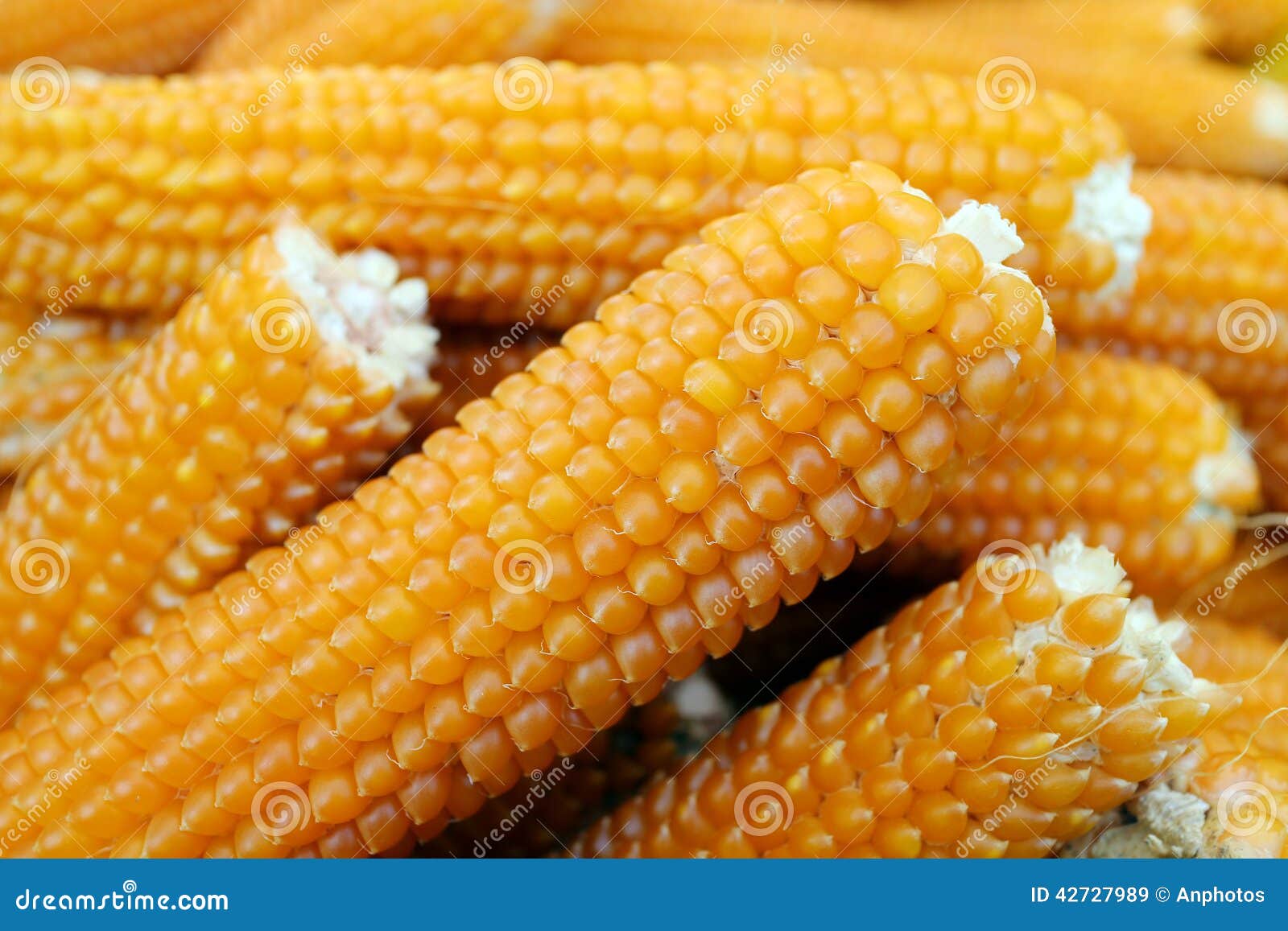 Dried corn stock image. Image of crop, detail, closeup - 42727989