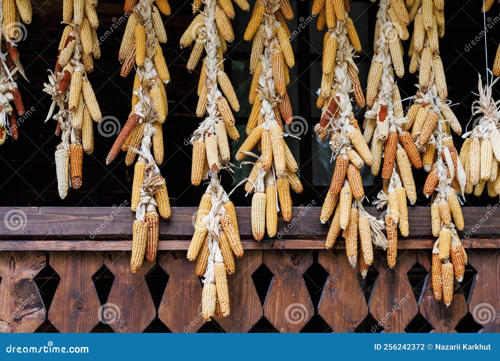 Dried Corn Cobs. Dried Corns Hanging on Rustic Wall Stock Photo - Image ...