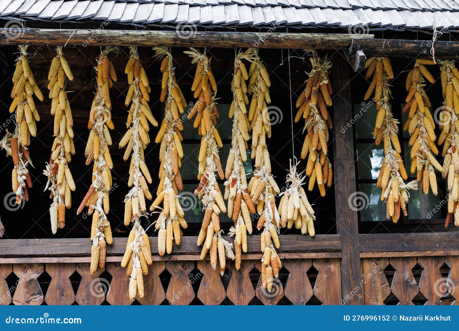 Dried Corn Cobs. Dried Corns Hanging on Rustic Wall Stock Photo - Image ...
