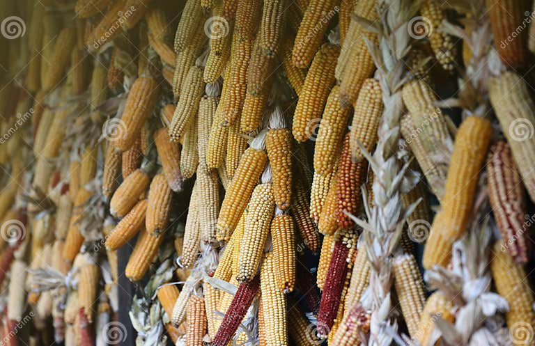 Dried Corn Cobs. Dried Corns Hanging on Rustic Wall Stock Image - Image ...