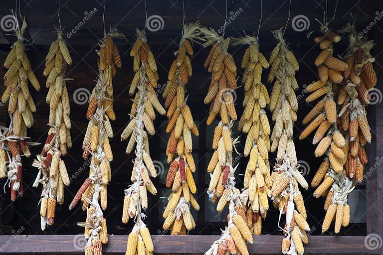 Dried Corn Cobs. Dried Corns Hanging on Rustic Wall Stock Image - Image ...