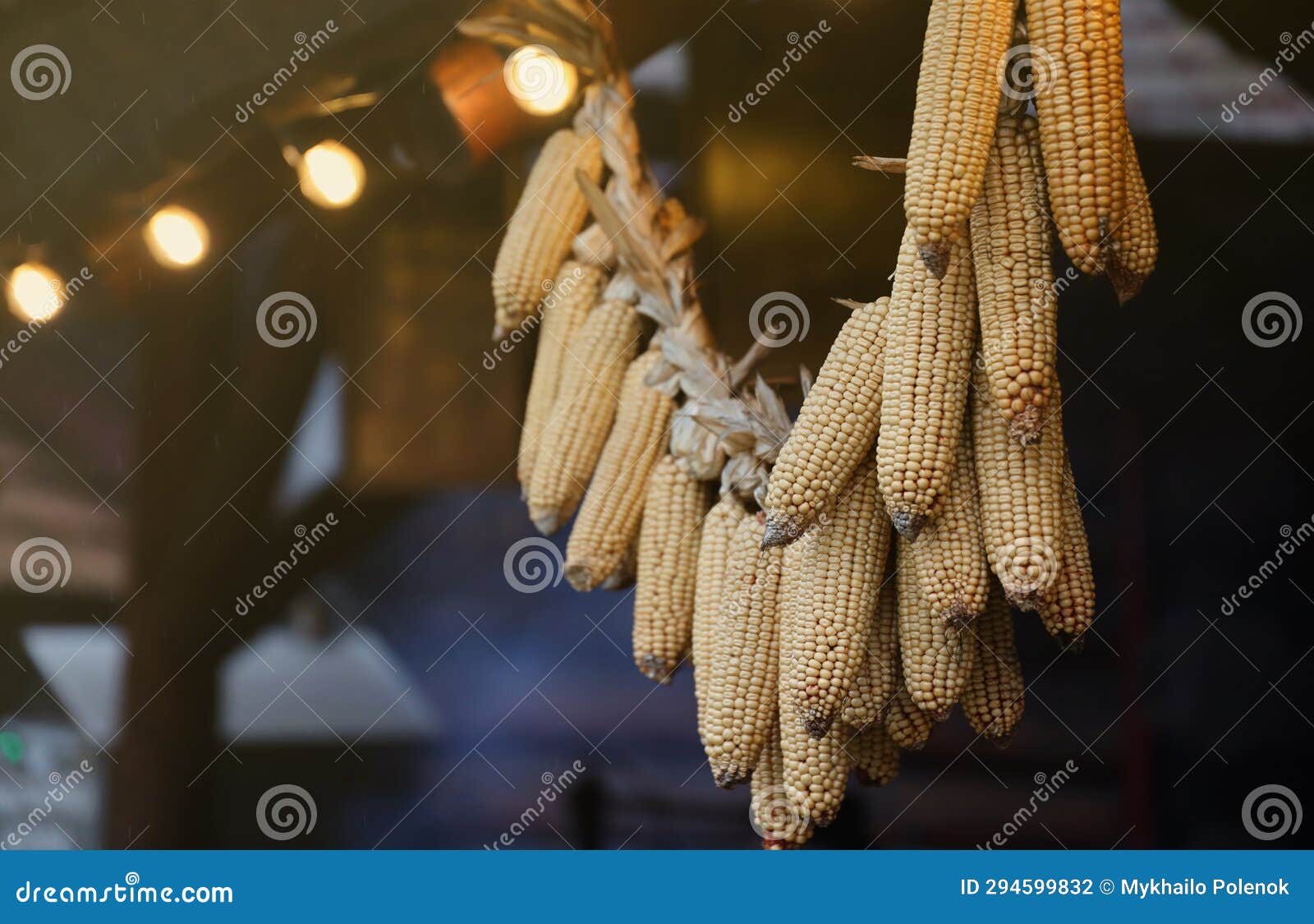 Dried Corn Cobs. Dried Corns Hanging on Rustic Wall Stock Photo - Image ...