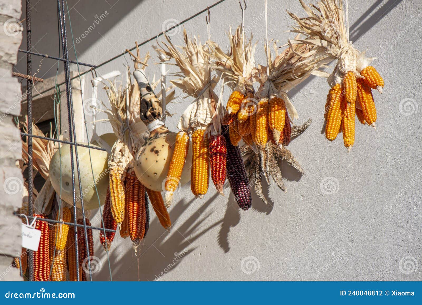 Dried Corn Cobs Hanging from a Nylon String. Stock Photo - Image of ...