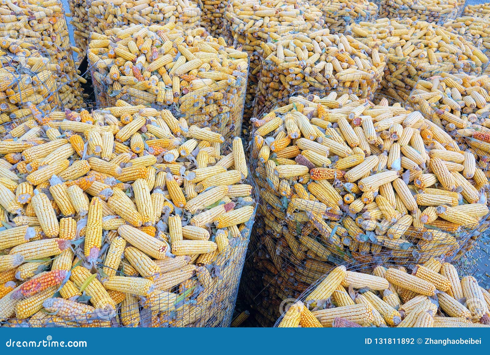 Corn storehouse stock photo. Image of cobs, maize, eating - 131811892