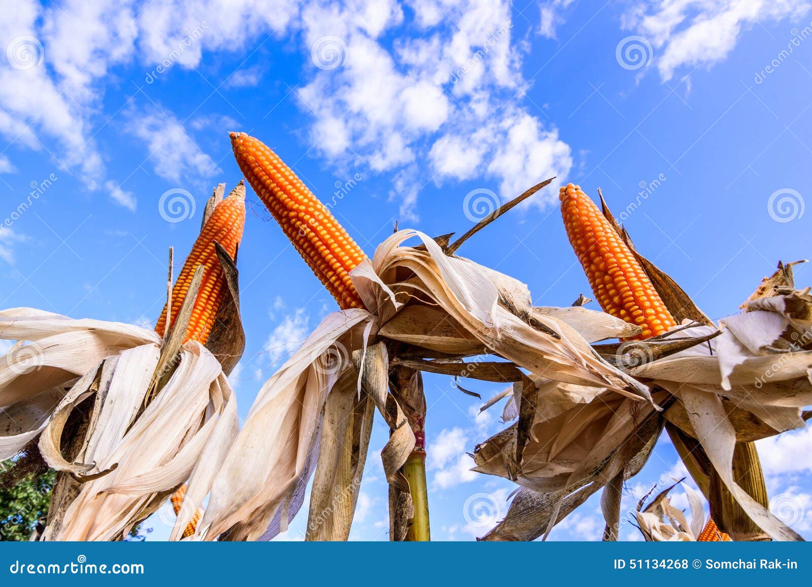 Dried corn in a corn field stock photo. Image of autumn - 51134268
