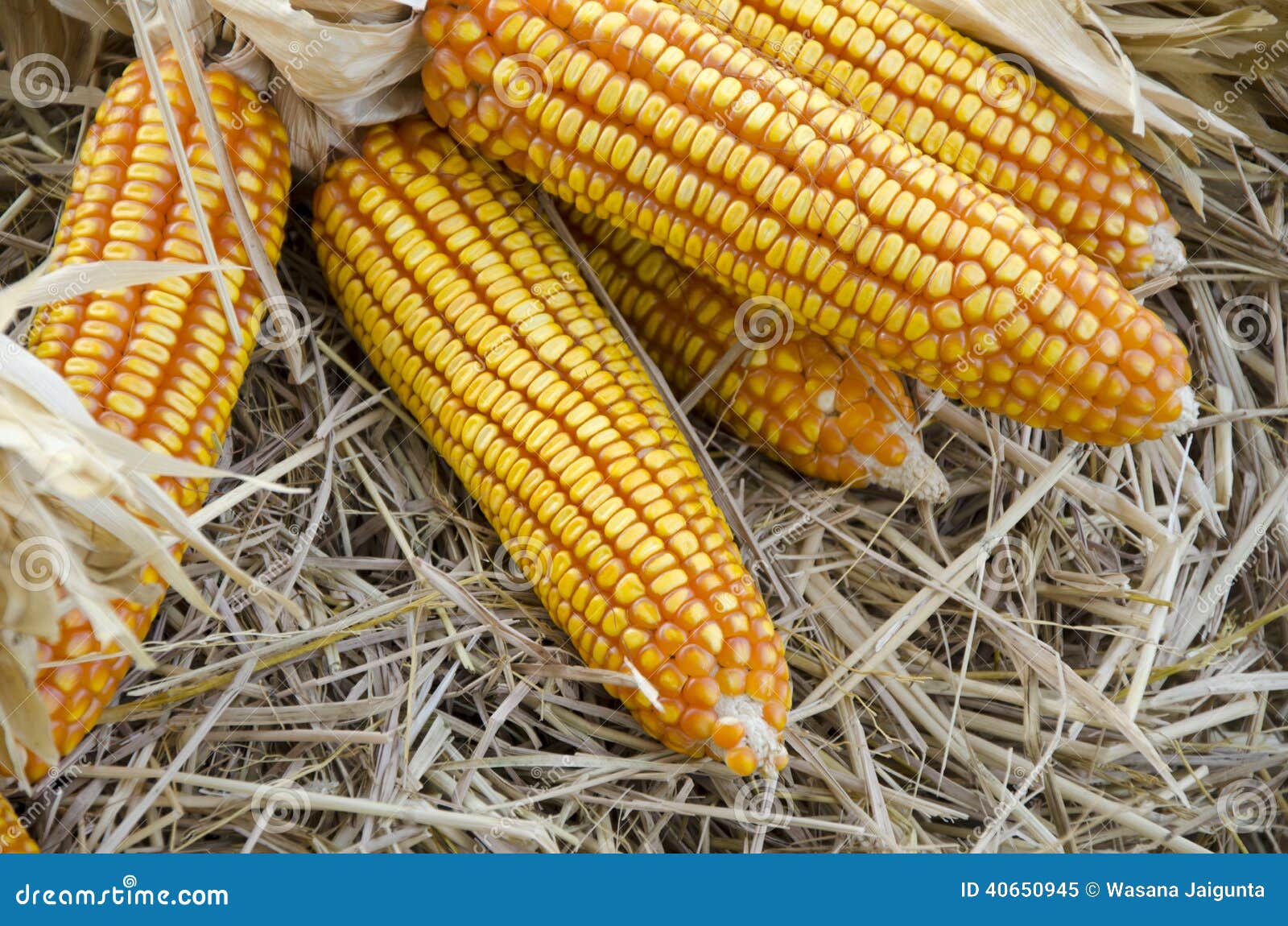 Dried corn stock image. Image of farm, summer, dried - 40650945