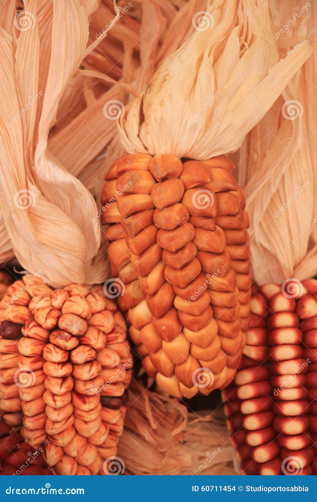 Dried corn stock photo. Image of dried, agriculture, halloween - 60711454