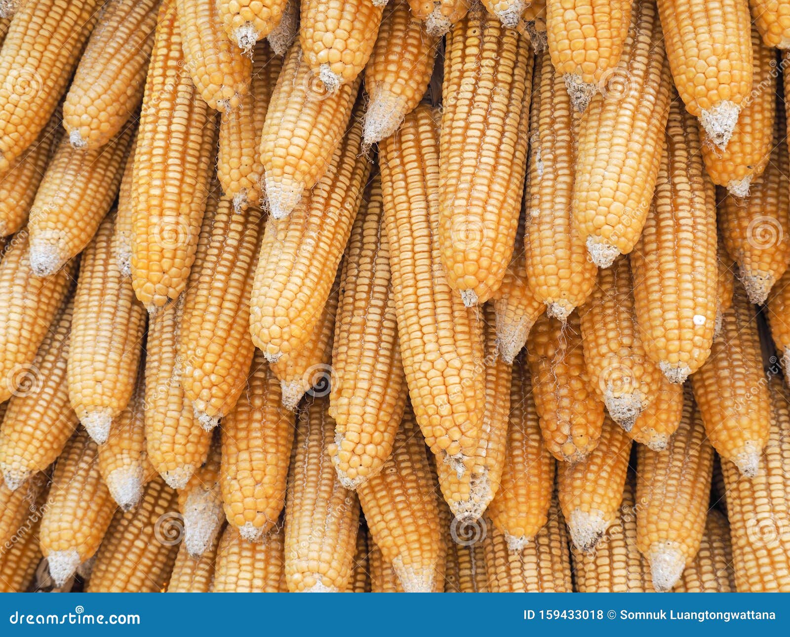 Dried corn stock photo. Image of colorful, crop, corn - 159433018