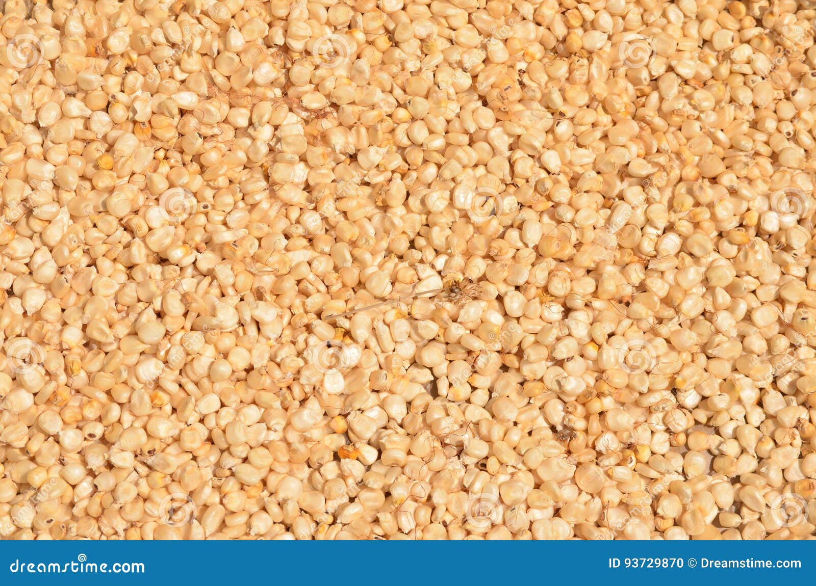 Dried Corn stock photo. Image of cooking, village, corn - 93729870