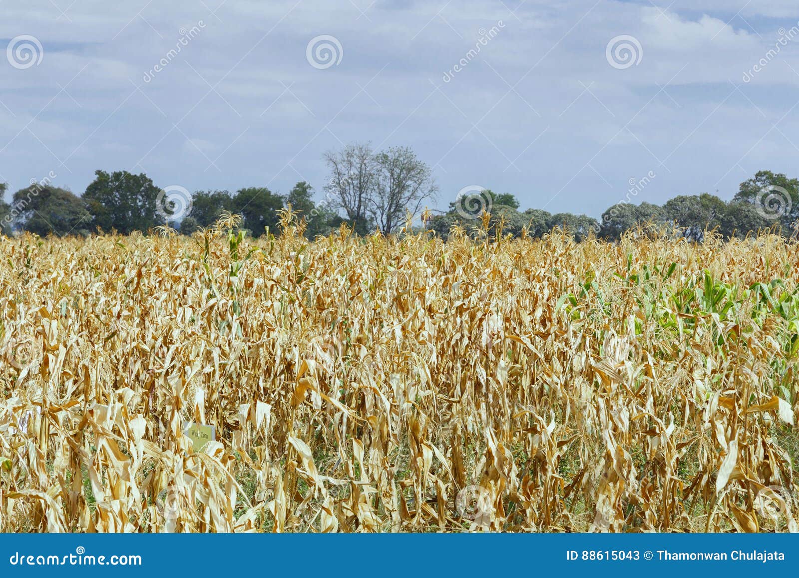 The Dried Corn Field stock image. Image of grain, countryside - 88615043