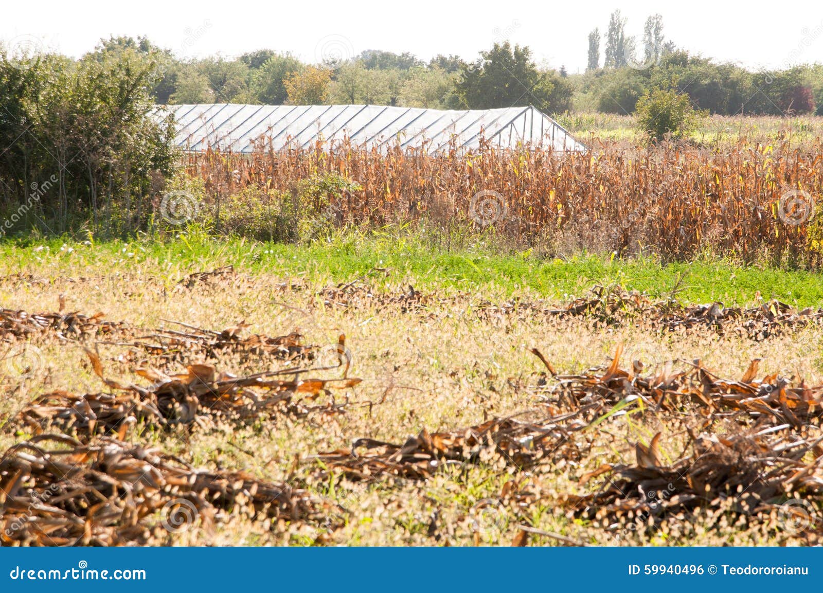 Dried corn field stock photo. Image of oudoor, corn, farm - 59940496