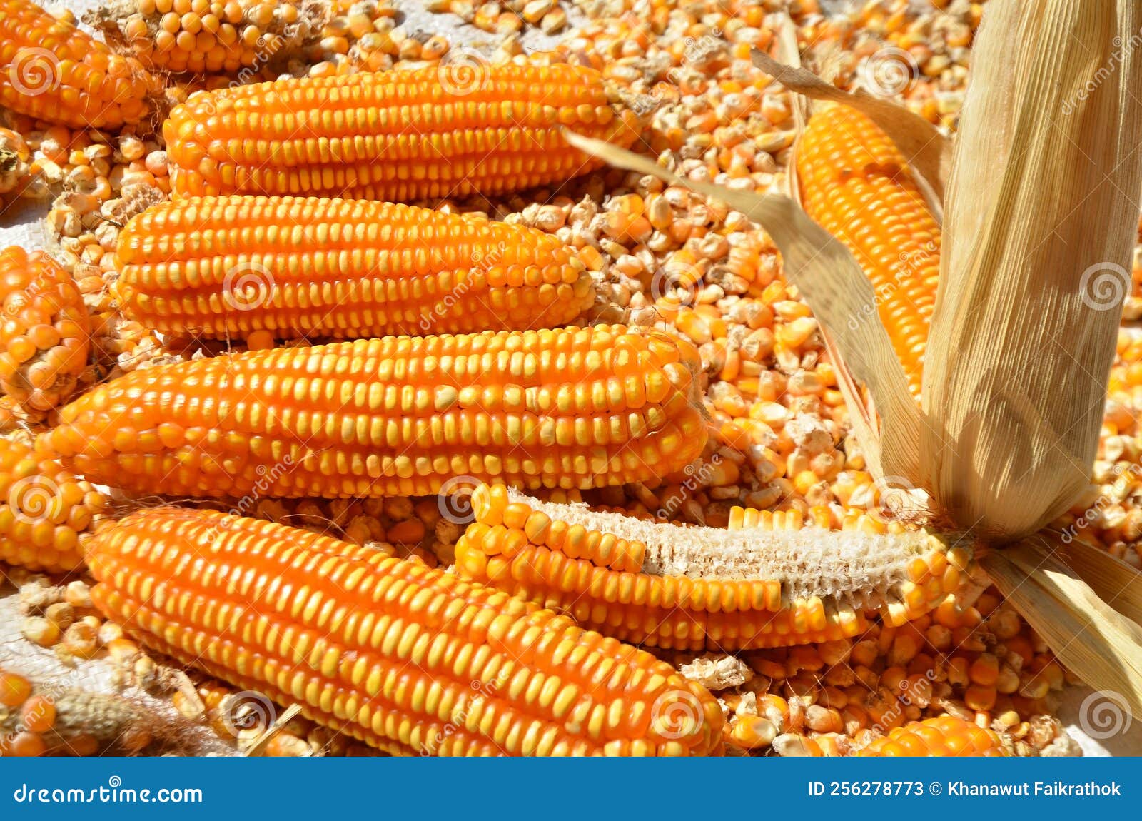 Yellow dried corn stock image. Image of yellow, fresh - 256278773
