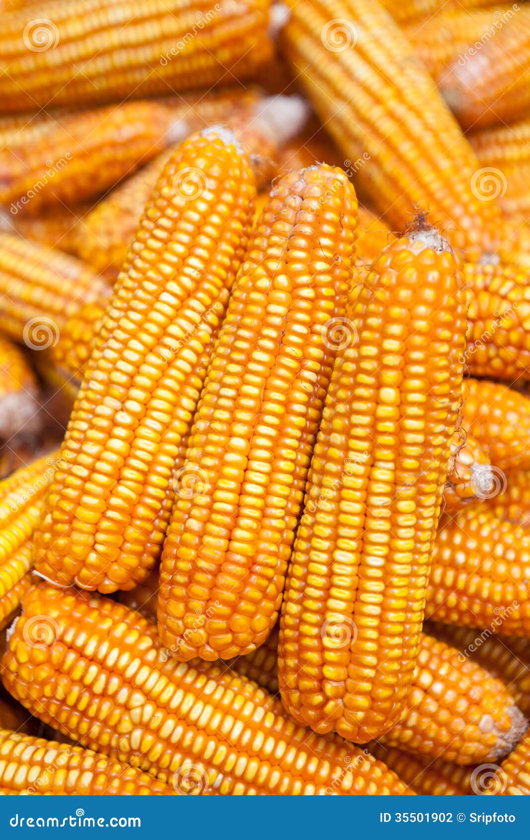 Dried corn stock photo. Image of health, healthy, decoration - 35501902