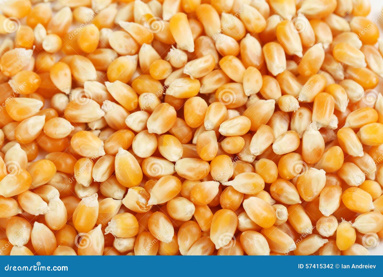 Dried corn grains stock photo. Image of groat, crop, grains - 57415342