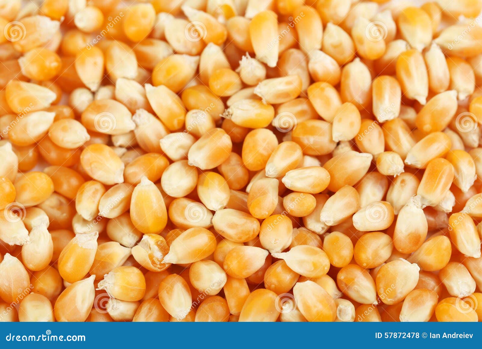 Dried corn grains stock photo. Image of dried, cooking - 57872478