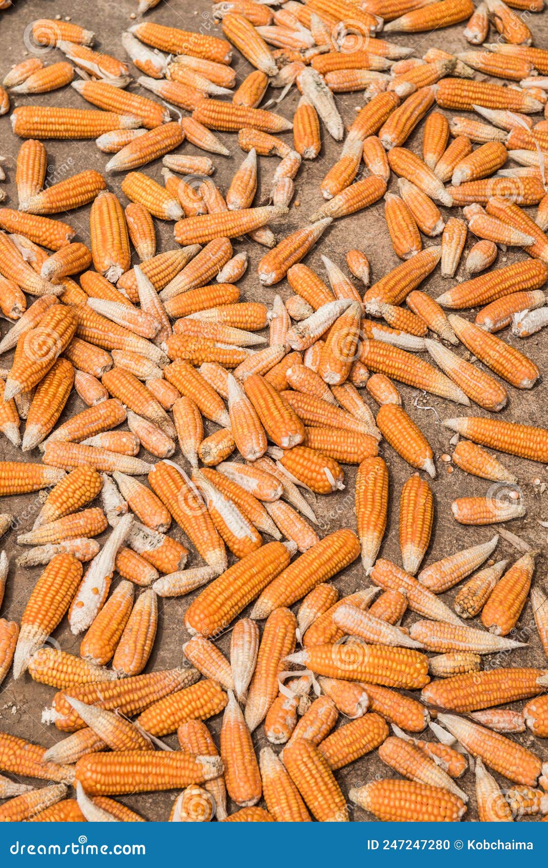 Dried corn on the ground stock photo. Image of peel - 247247280