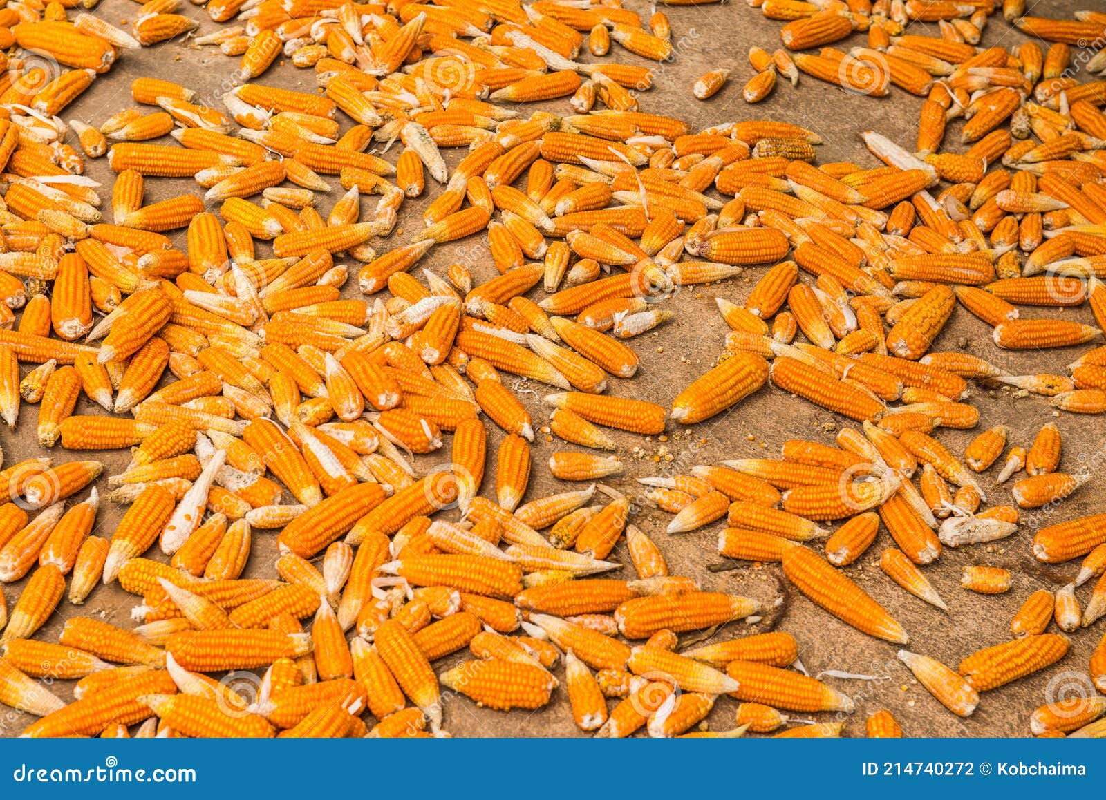 Dried corn on the ground stock photo. Image of agricultural - 214740272