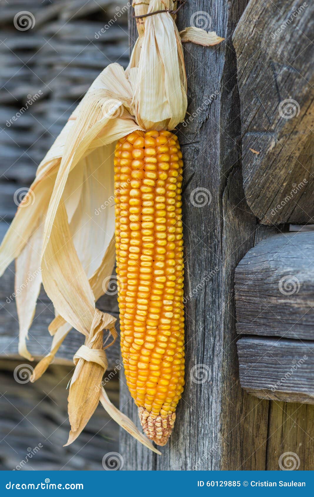 Dried corn stock image. Image of natural, seed, kernels - 60129885