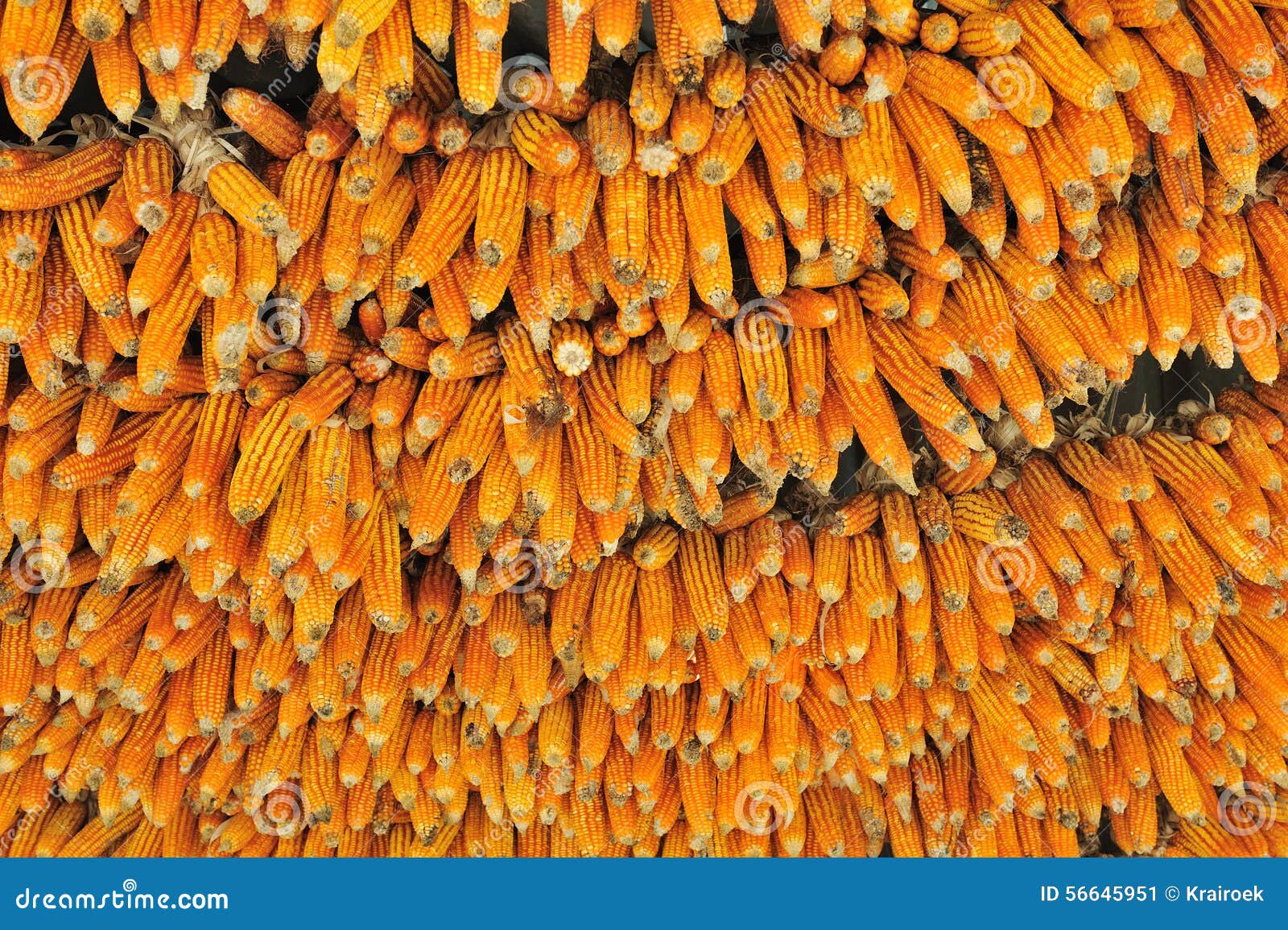 Dried Corn stock image. Image of protein, dried, tassel - 56645951