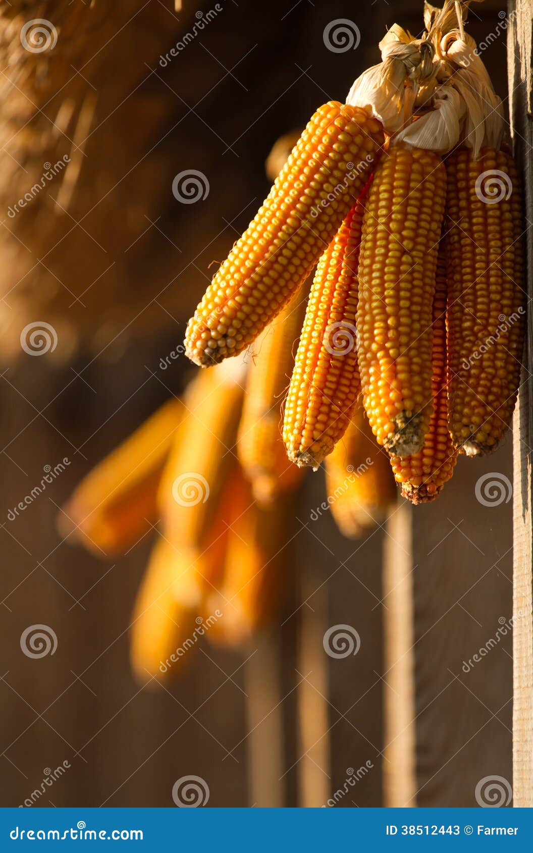 Dried corn hunging stock image. Image of fresh, hang - 38512443